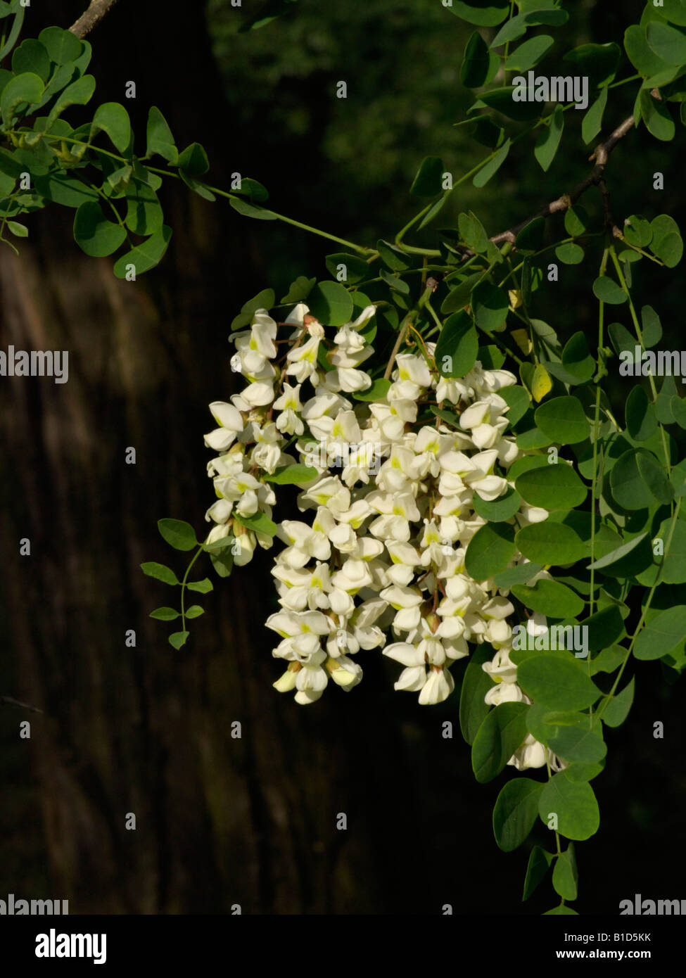 Black locust (Robinia pseudoacacia Stock Photo - Alamy