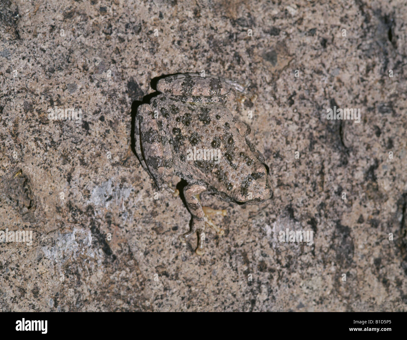Portrait of an Eastern Spadefoot toad camouflaged against a rock Stock ...