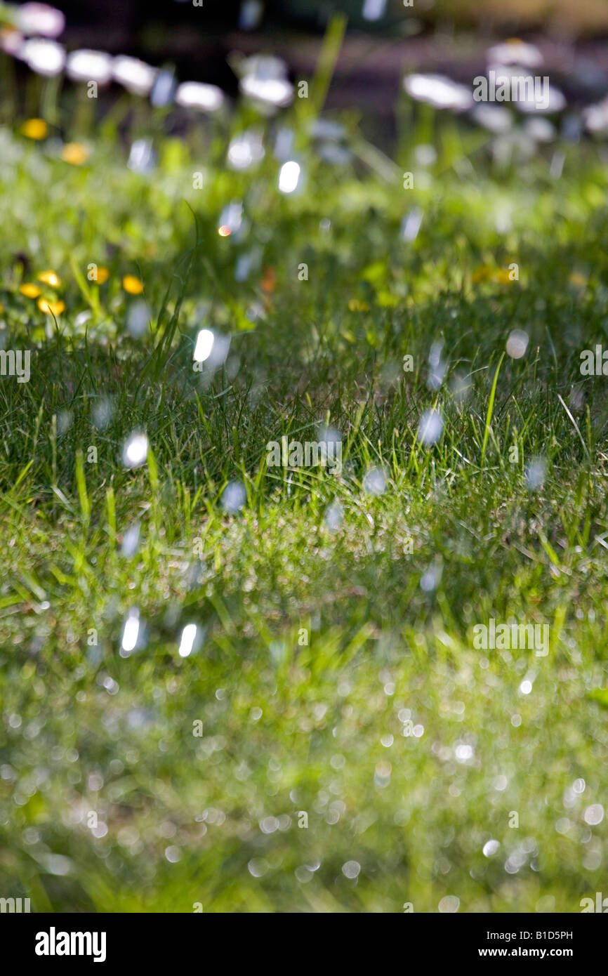 Falling waterdrops while water the garden in Kaugurciems Jurmala Latvia ...