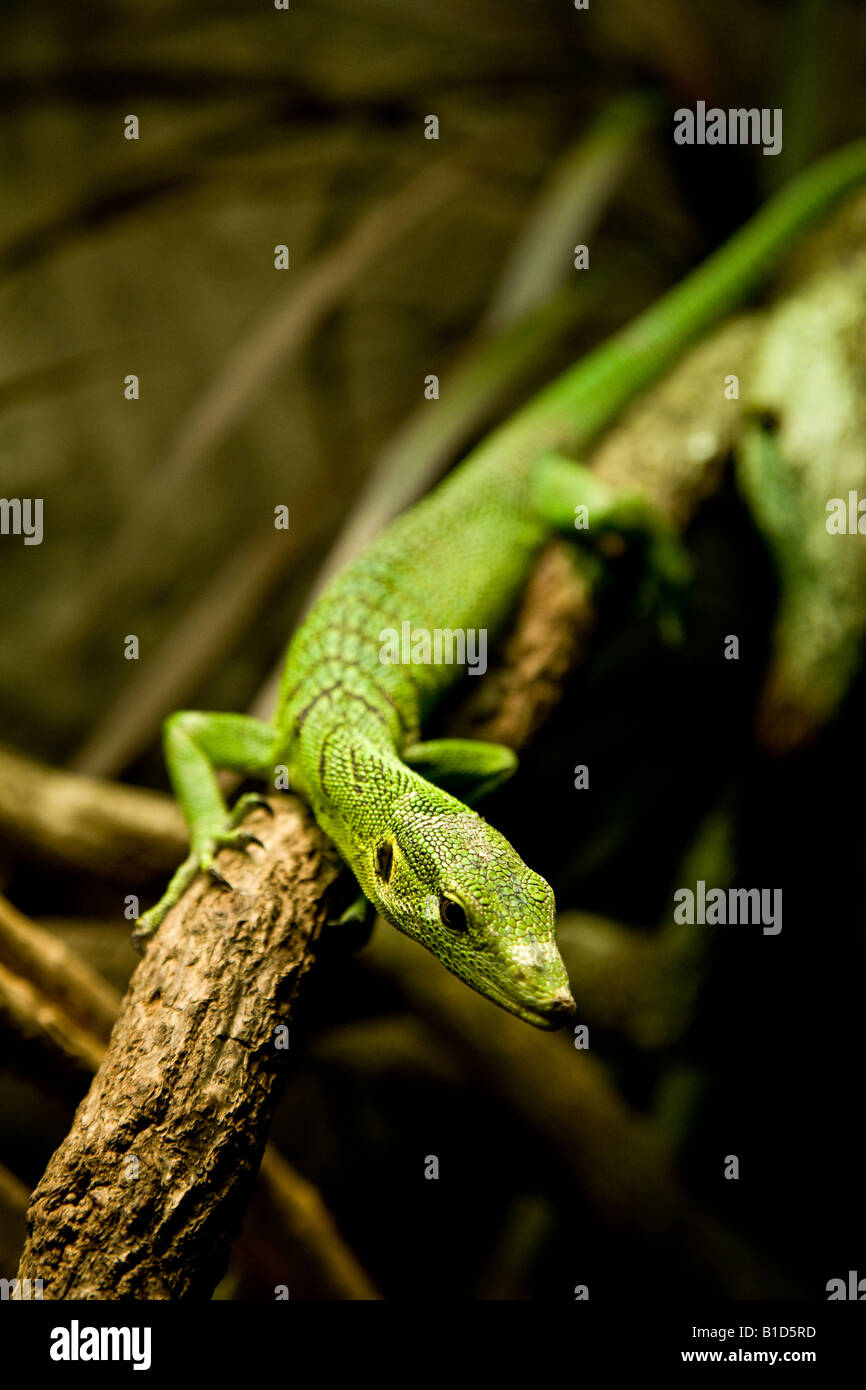 Lizard attack hi-res stock photography and images - Alamy