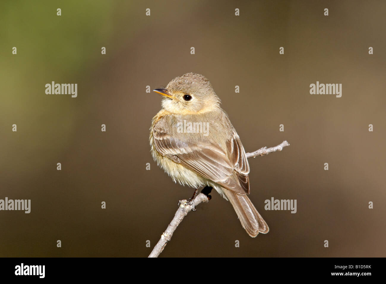 Buff breasted Flycatcher Empidonax fulvifrons Stock Photo - Alamy