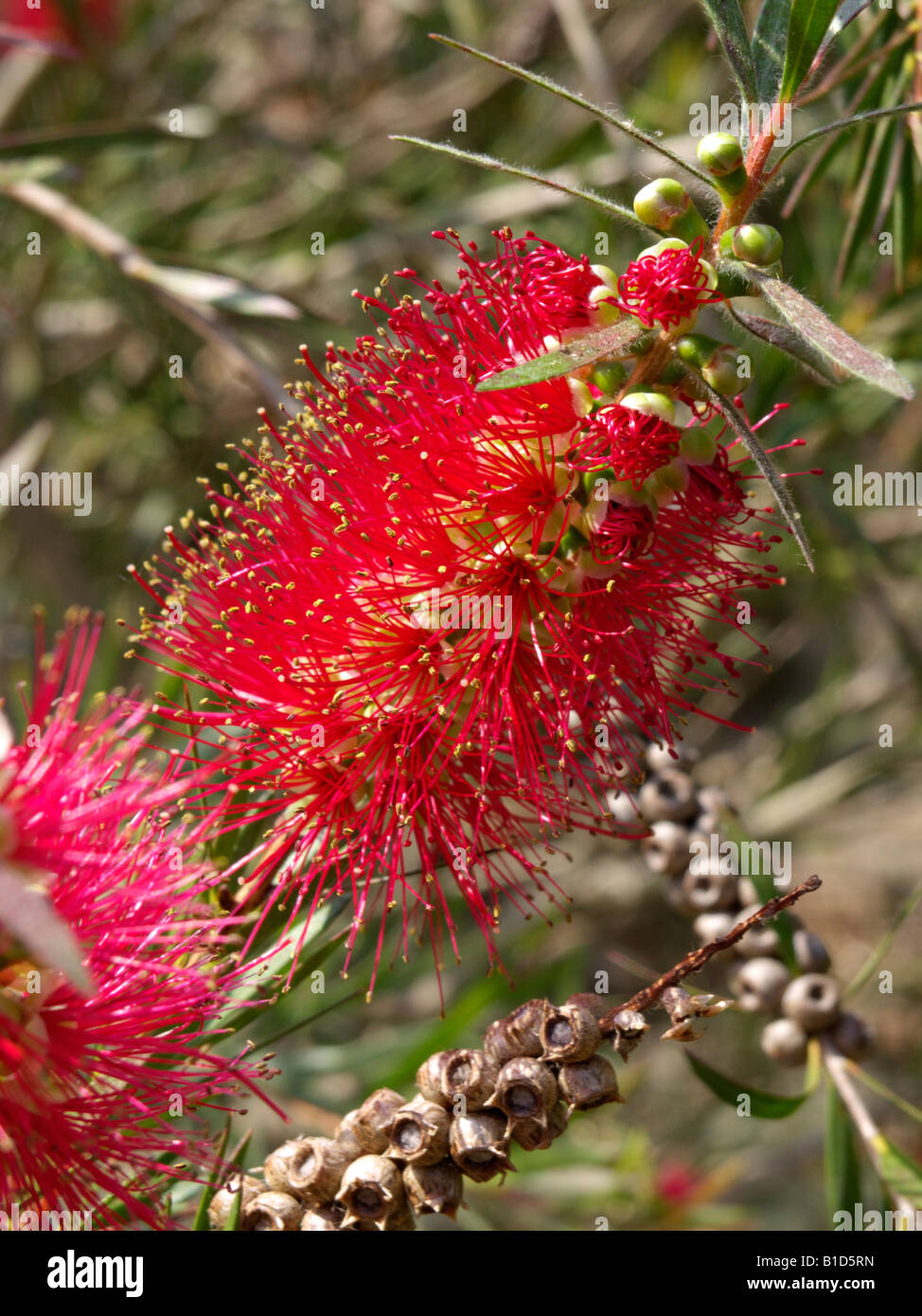 Callistemon species hi-res stock photography and images - Alamy