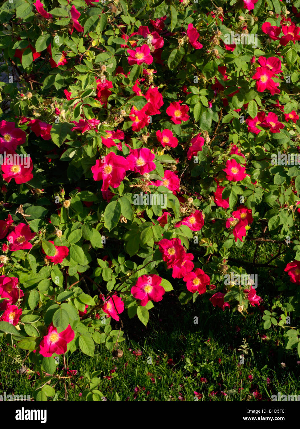 Rosa gallica hi-res stock photography and images - Alamy
