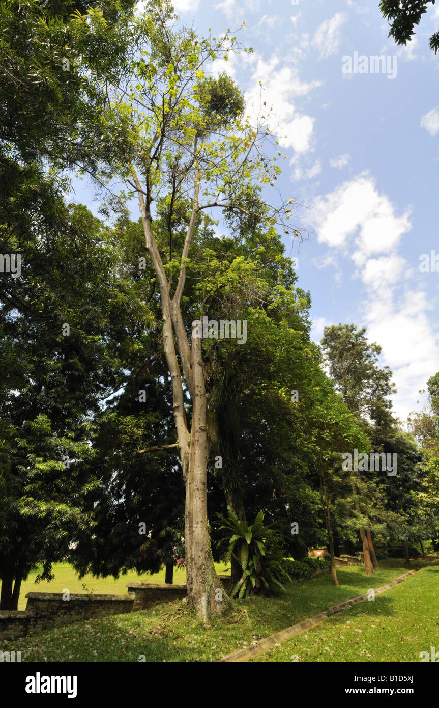 Cotton tree hi-res stock photography and images - Alamy