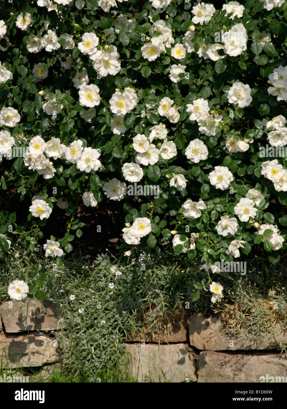 Rose (Rosa Una Stock Photo - Alamy