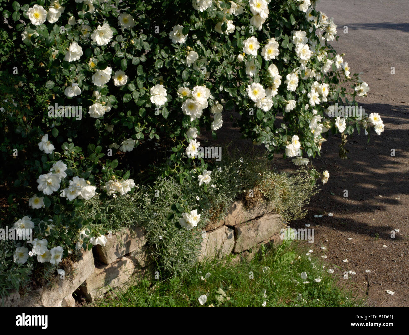 Rose (Rosa Una Stock Photo - Alamy