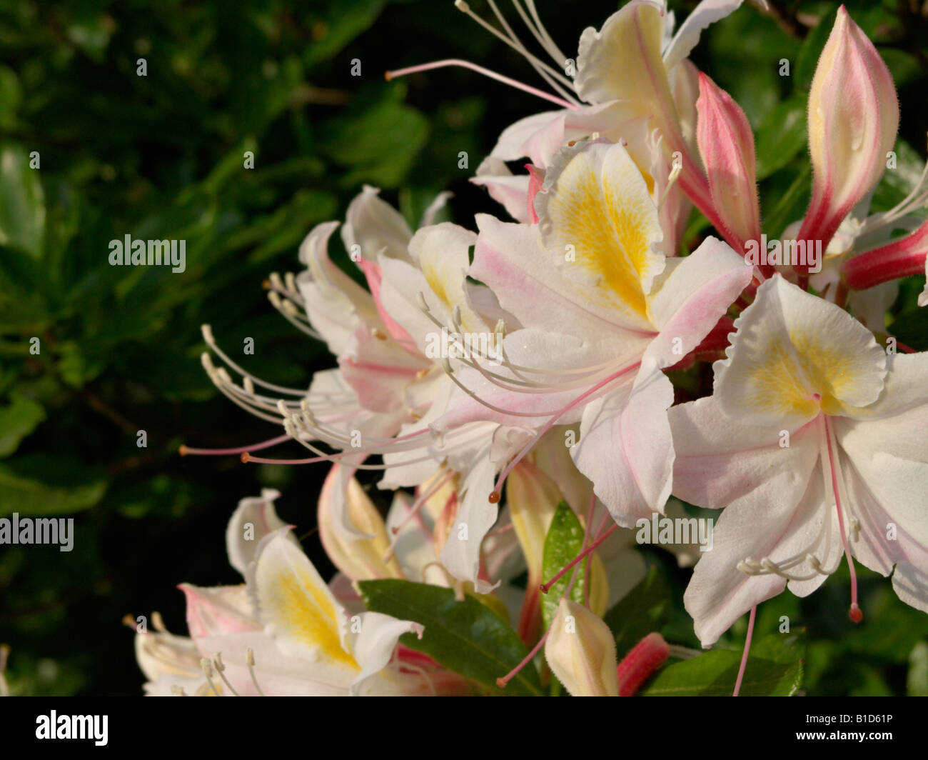 Western azaleas hi-res stock photography and images - Alamy