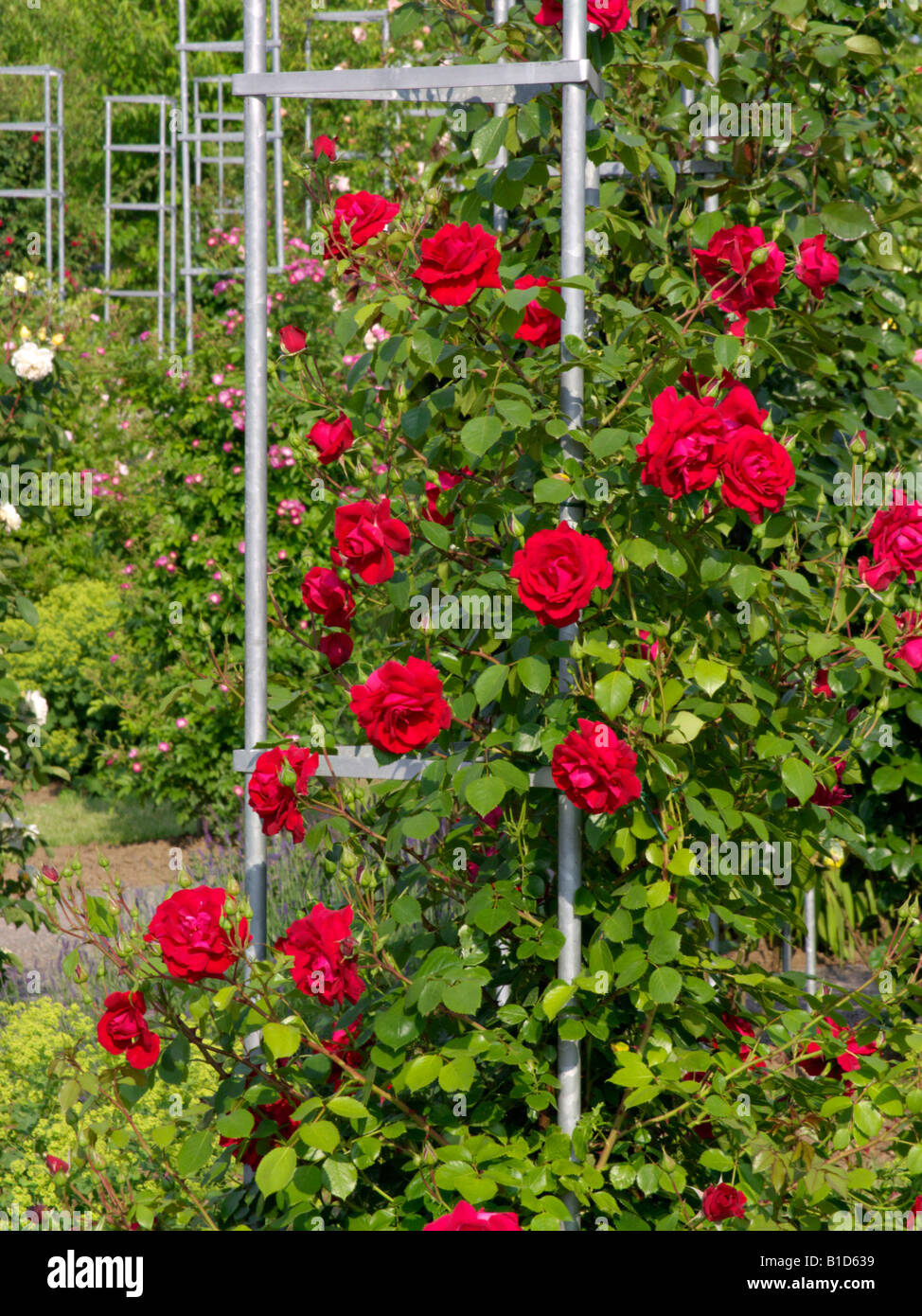 Climbing rose (Rosa The Prince's Trust Stock Photo - Alamy