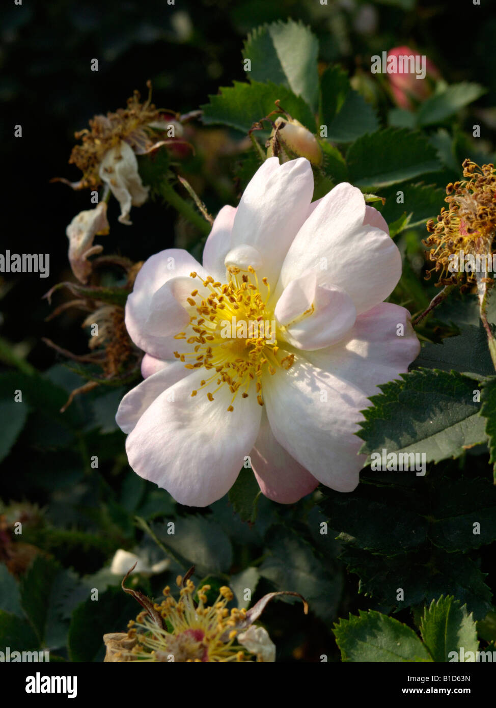 Rose bird hi-res stock photography and images - Alamy