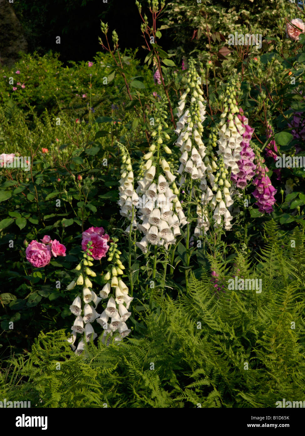 Common foxglove white hi-res stock photography and images - Alamy