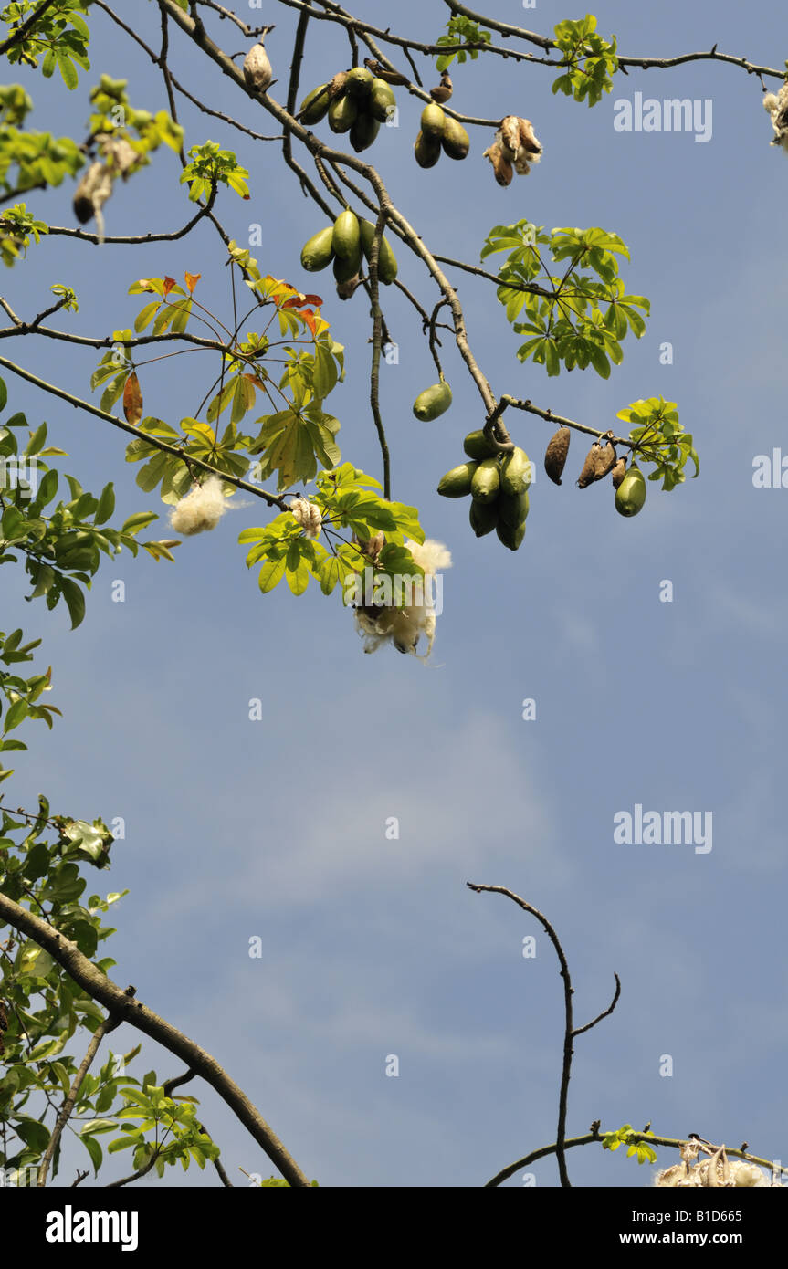 Cotton tree hi-res stock photography and images - Alamy