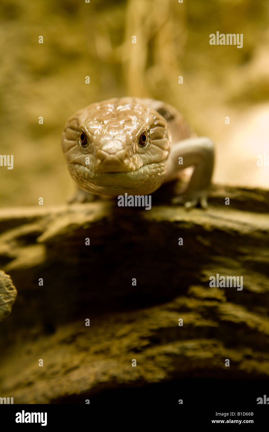 Lizard brown hi-res stock photography and images - Alamy