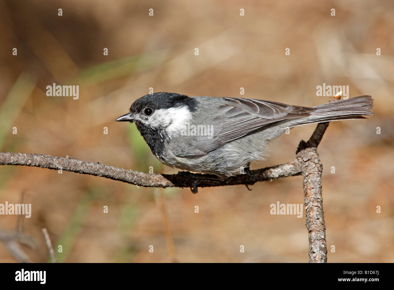 Mexican Chickadee Poecile sclateri Stock Photo - Alamy
