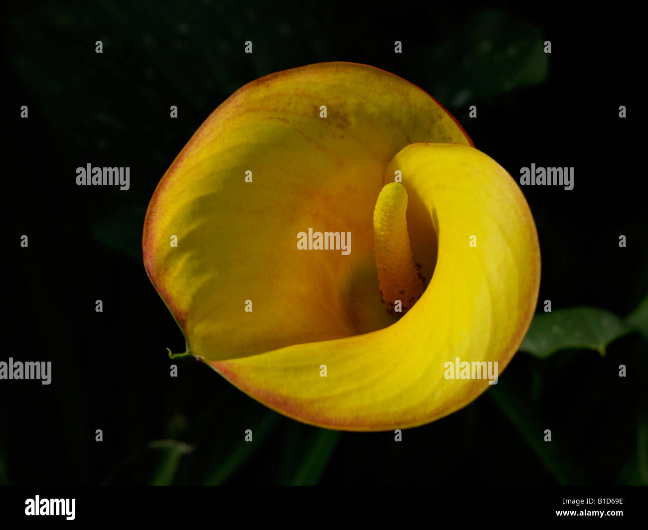 Calla hi-res stock photography and images - Alamy