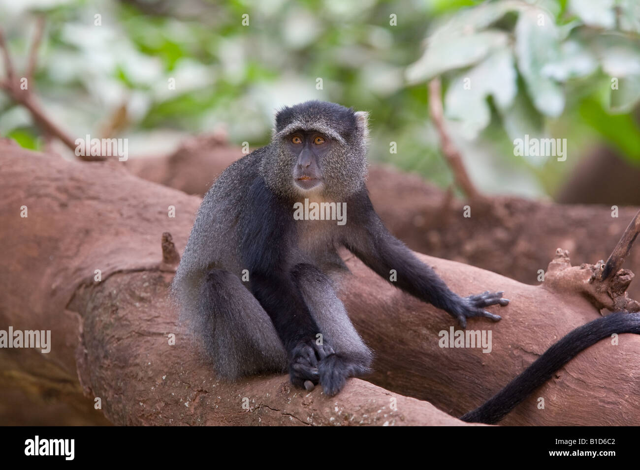 Blue monkey at Lake Manyara in Tanzania Stock Photo - Alamy