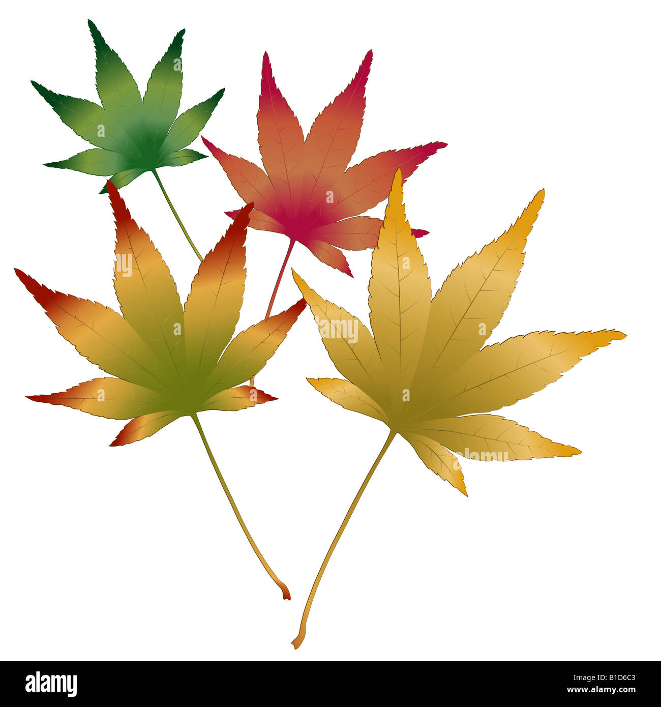 Set of Japanese Maple leaves vector illustration Stock Photo - Alamy