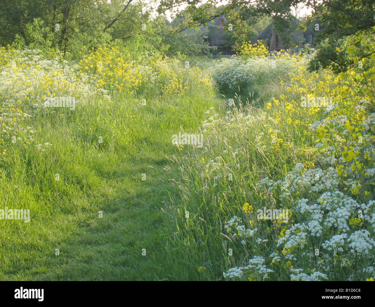 Thames riverside meadow path Stock Photo - Alamy