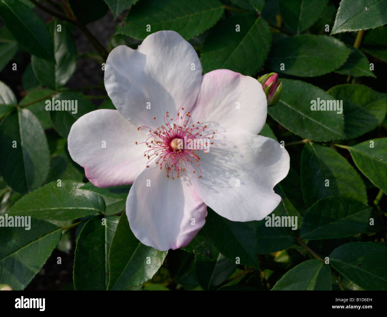 Pretty flowering plants hi-res stock photography and images - Alamy
