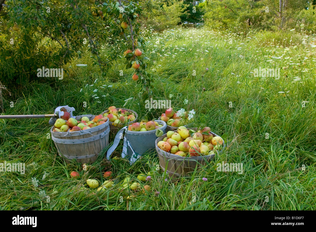 Pear orchard in england hi-res stock photography and images - Alamy