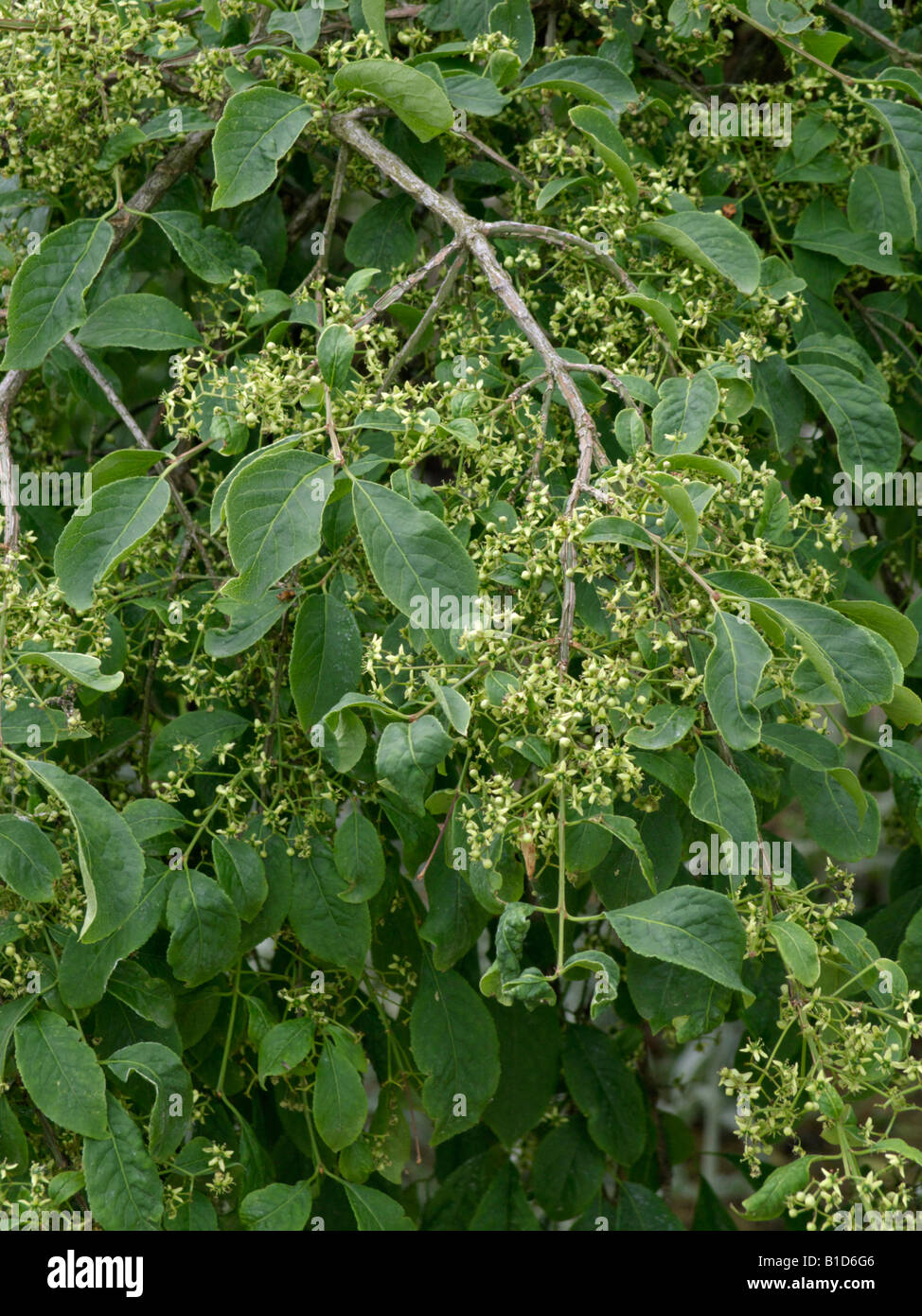 Compact burning bush (Euonymus alatus 'Compactus' Stock Photo - Alamy