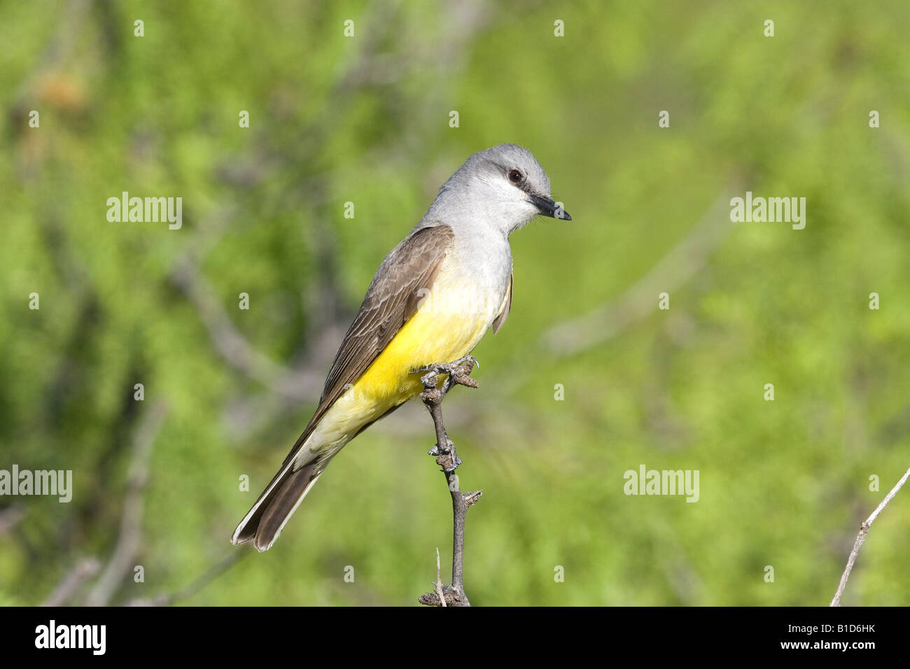 Western Kingbird Tyrannus verticalis Stock Photo - Alamy