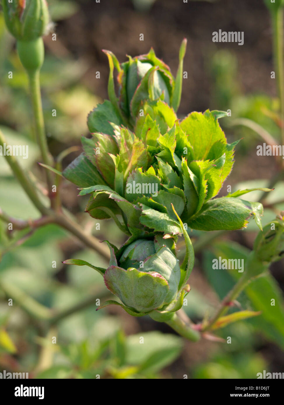 Green rose (Rosa chinensis 'Viridiflora' Stock Photo - Alamy