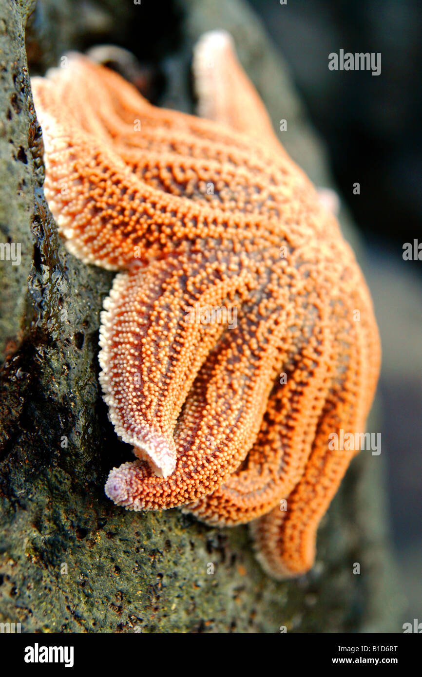 Starfish, Raglan beach, New Zealand, Australasia Stock Photo - Alamy