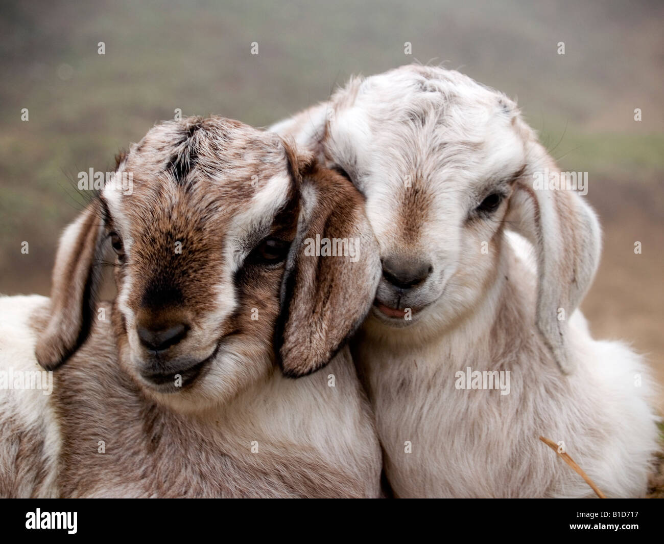 baby goats nuzzling Stock Photo - Alamy