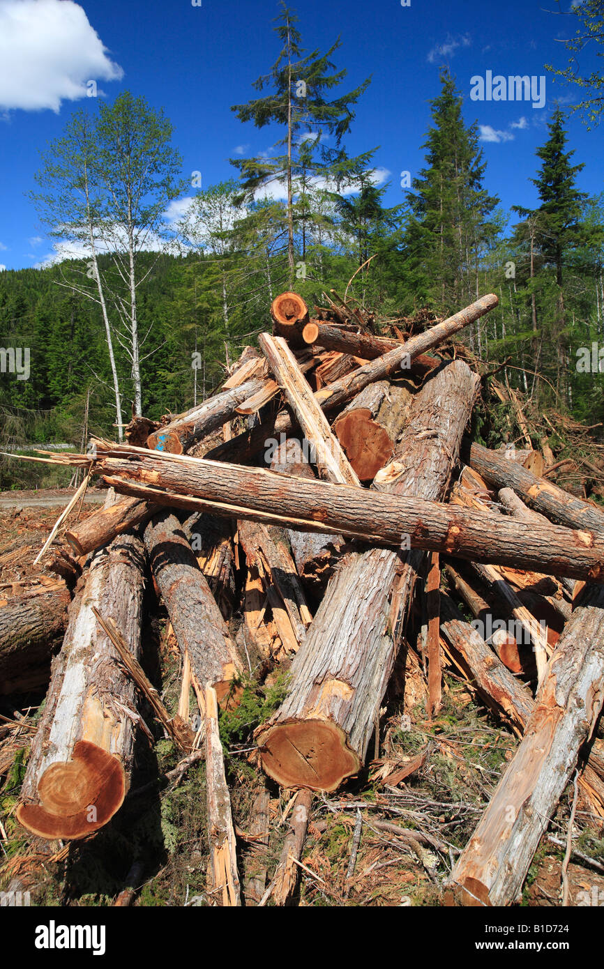 Cedar logs in debris pile from clearcut logging on south side of Skeena ...
