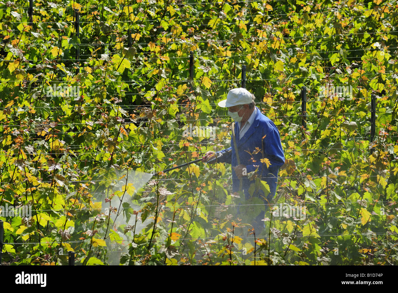 Vine spraying hi-res stock photography and images - Alamy