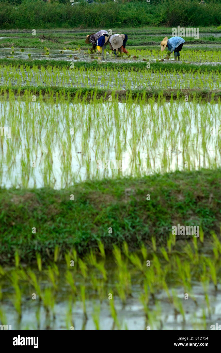 Planting rice in South East Asia Stock Photo - Alamy
