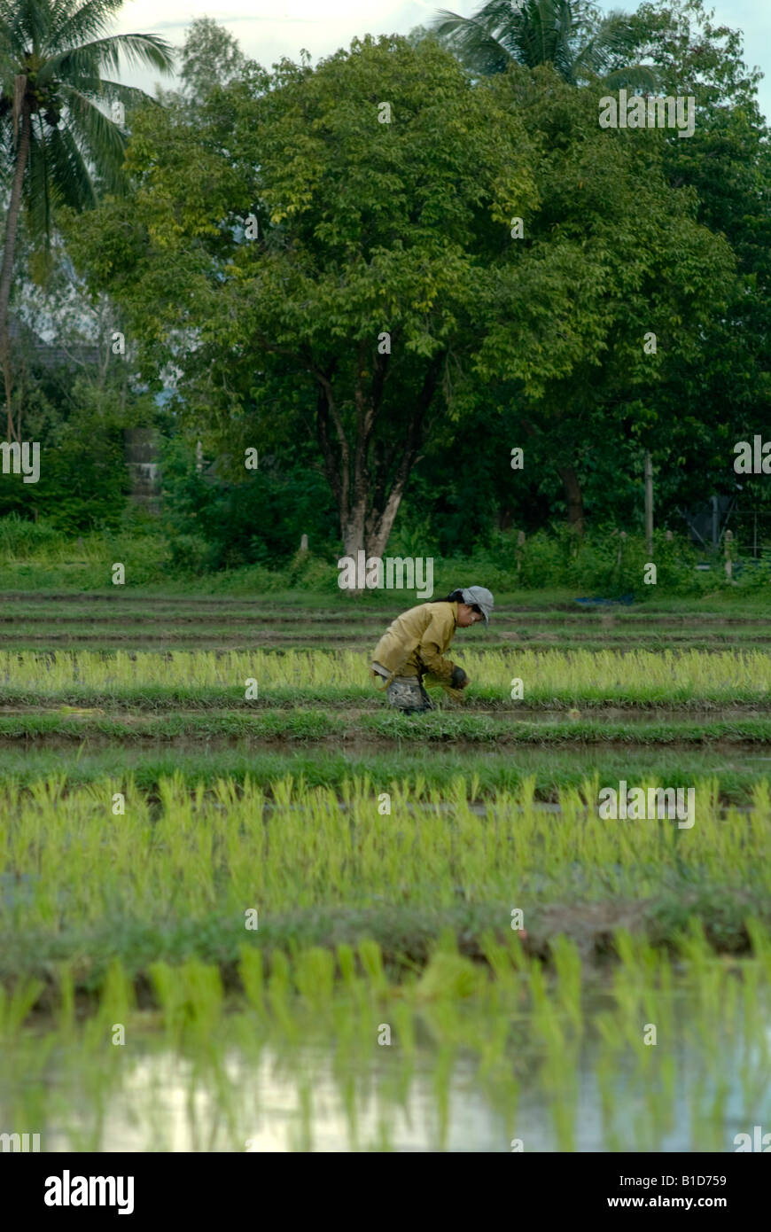 Planting rice in South East Asia Stock Photo - Alamy