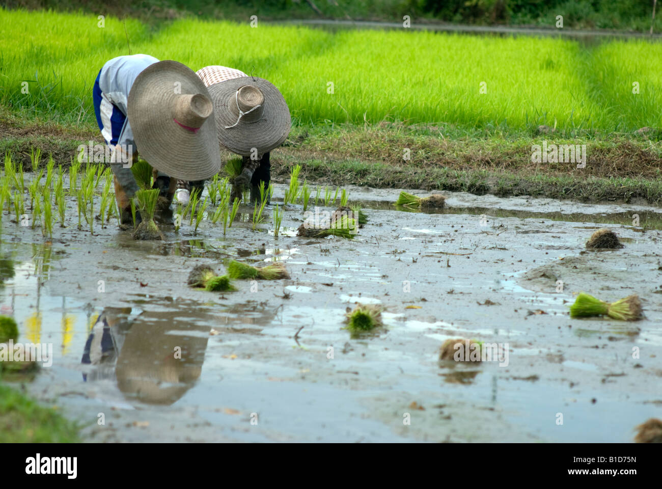 Planting rice in South East Asia Stock Photo - Alamy