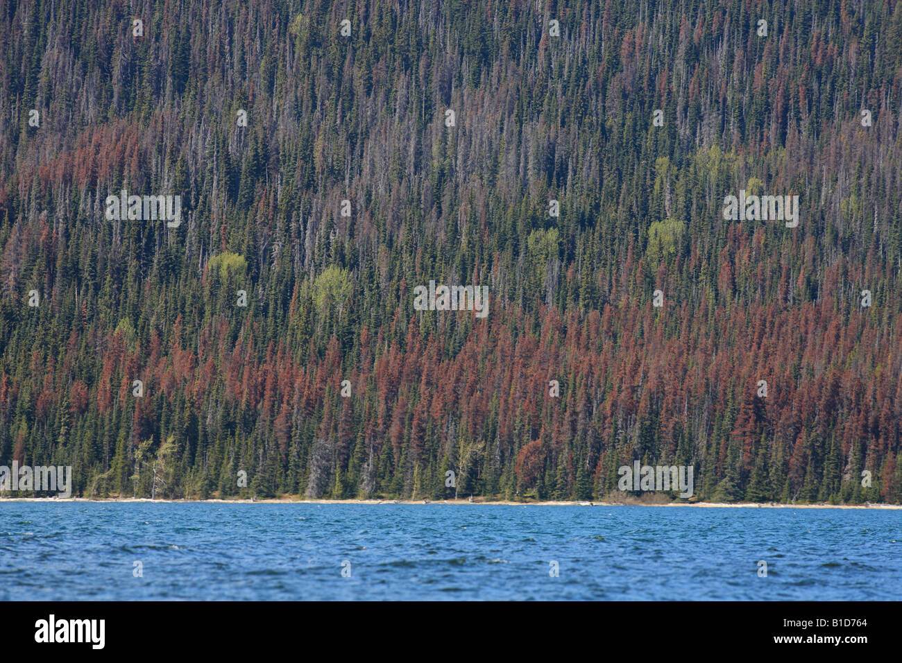Pine forest infected with mountain pine beetle Morice Lake BC Stock ...