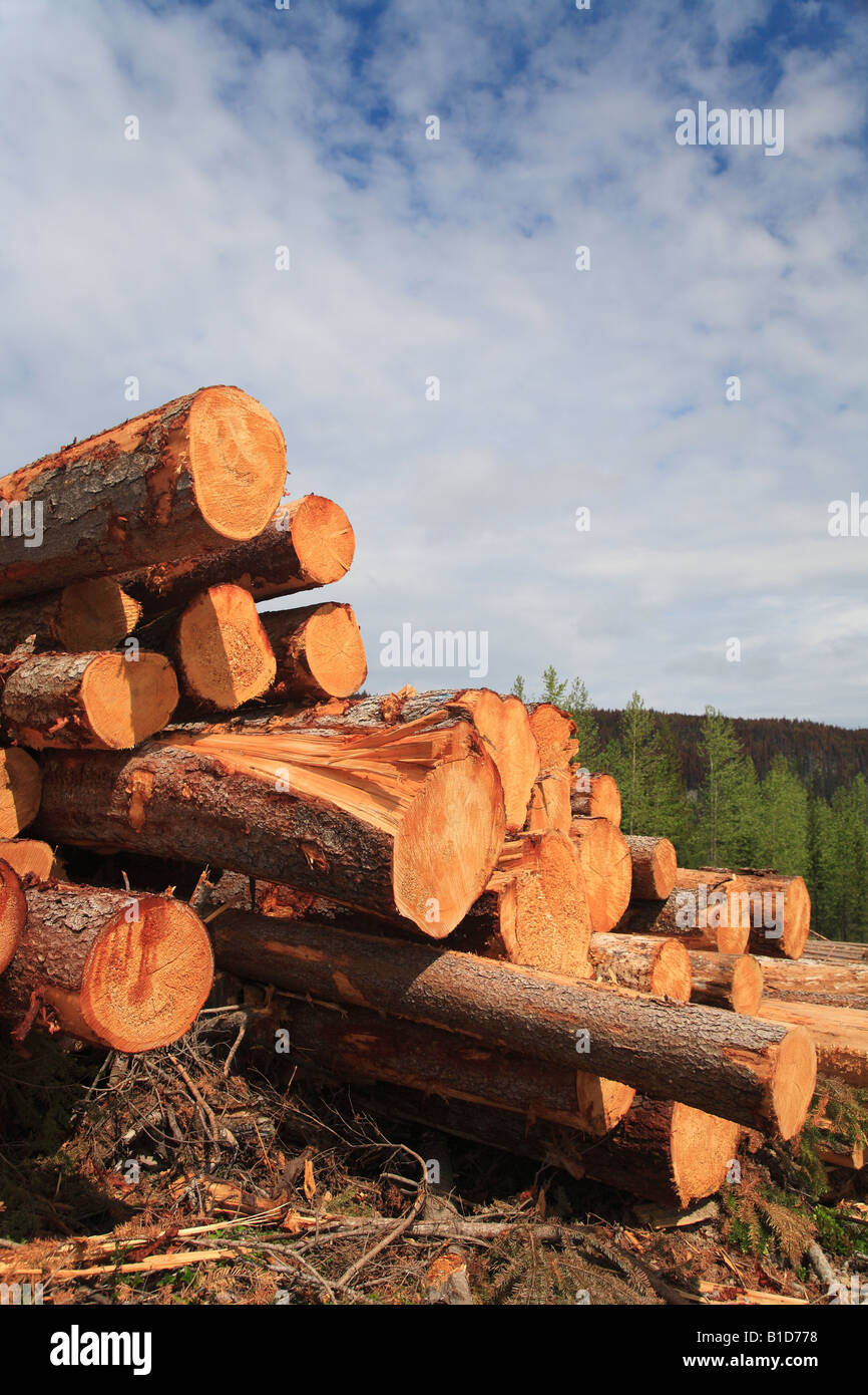 Logs piled at mountain pine beetle clearcut near Collins Lake BC Stock ...