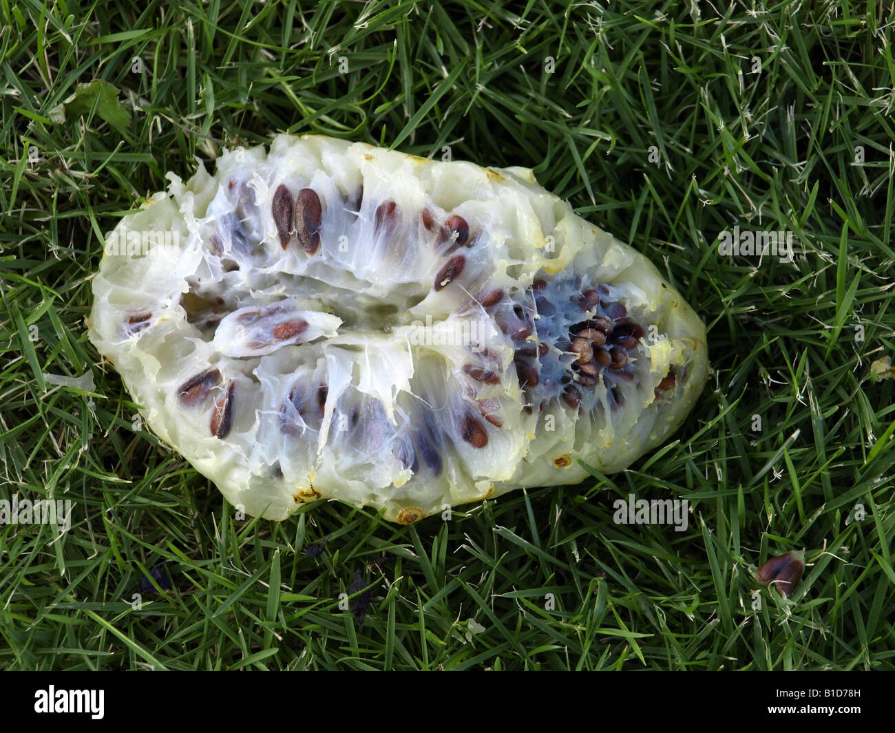 Noni indian mulberry hi-res stock photography and images - Alamy