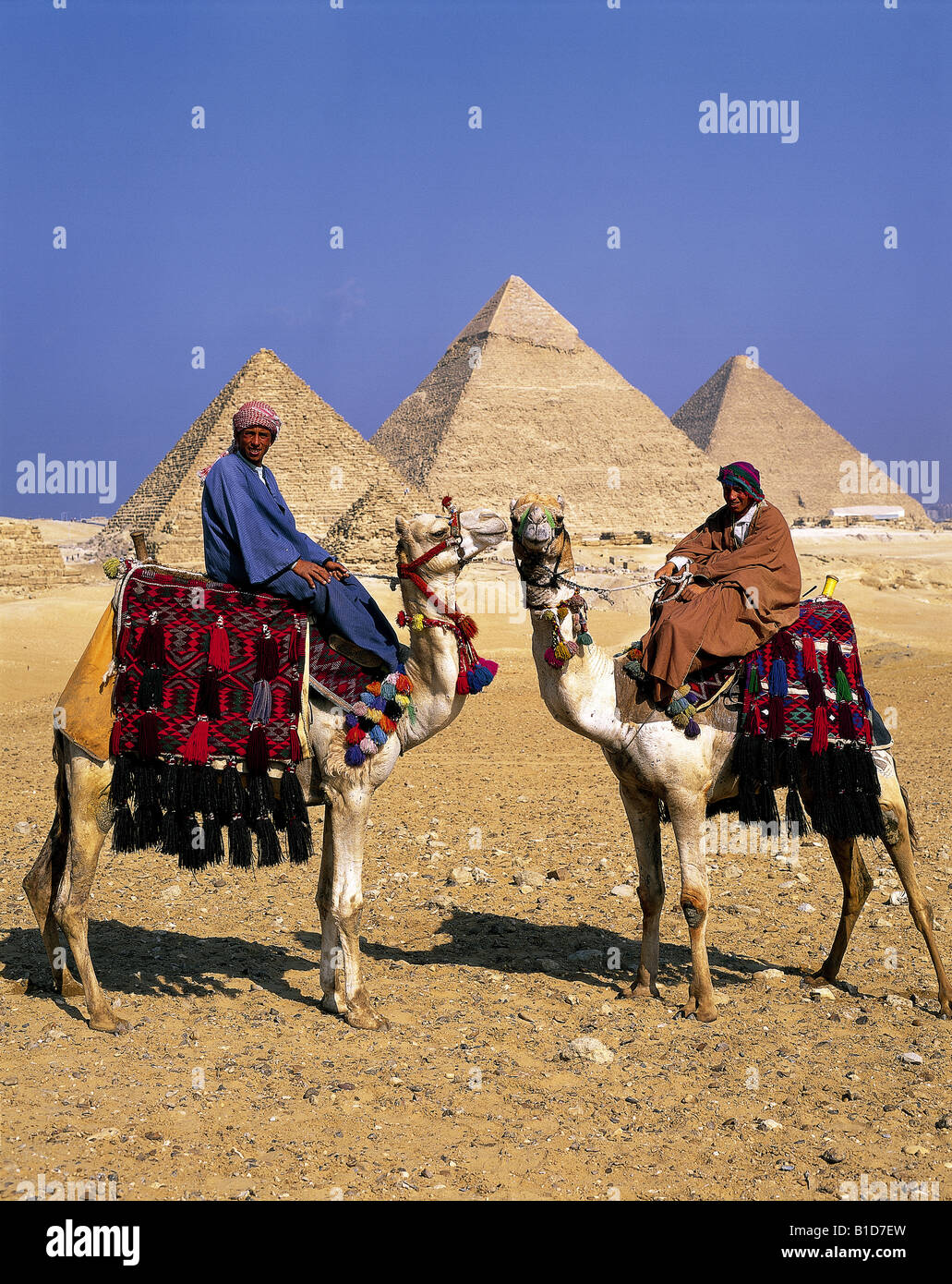 Camel rides for tourists at Giza pyramids Cairo Egypt Stock Photo - Alamy
