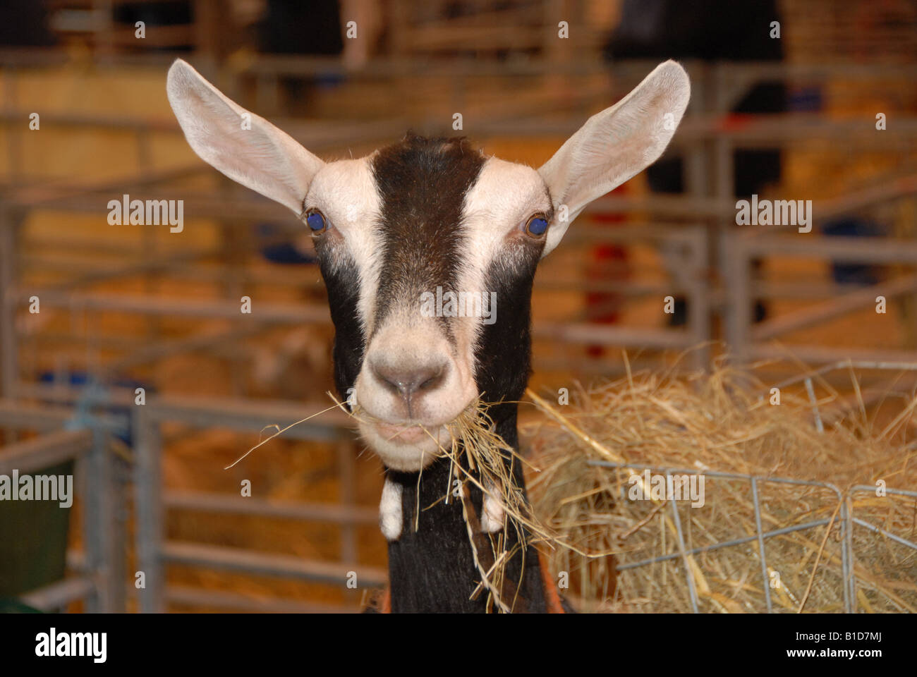 The royal welsh goat hi-res stock photography and images - Alamy