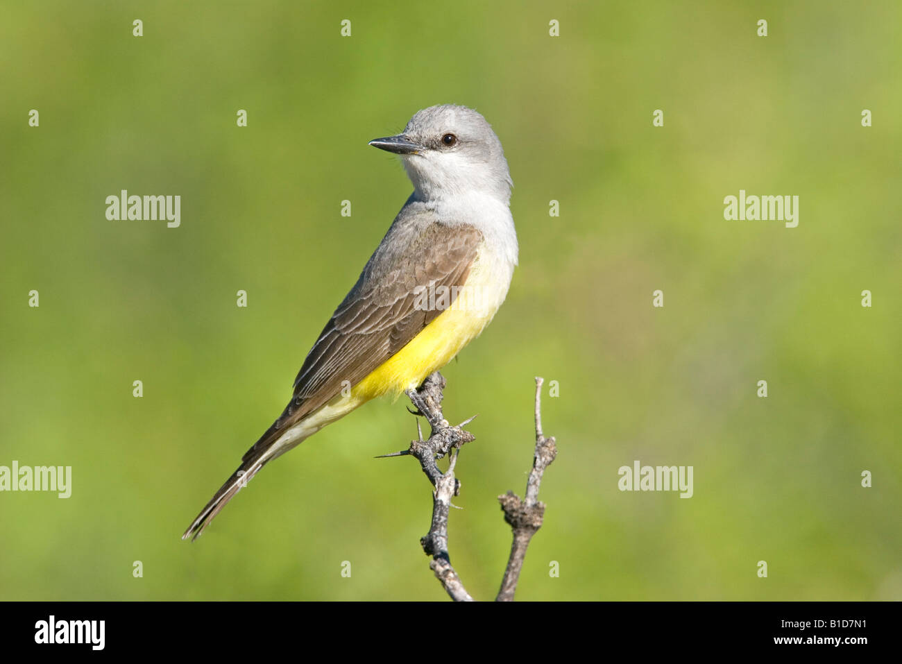 Western Kingbird Tyrannus verticalis Portal Cochise County Arizona ...