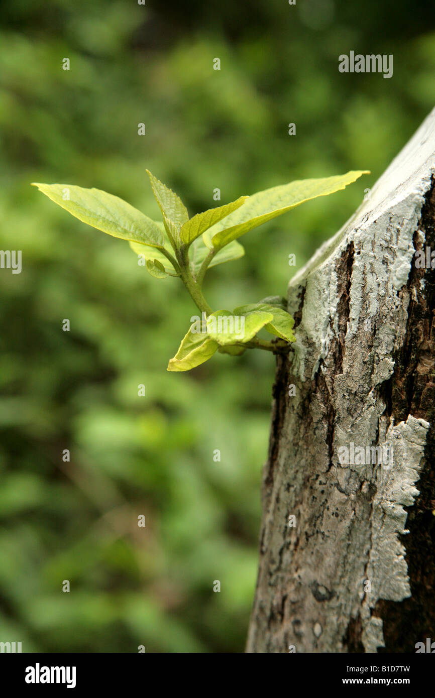 Small budding branch on a cut tree in a rainforest Stock Photo - Alamy