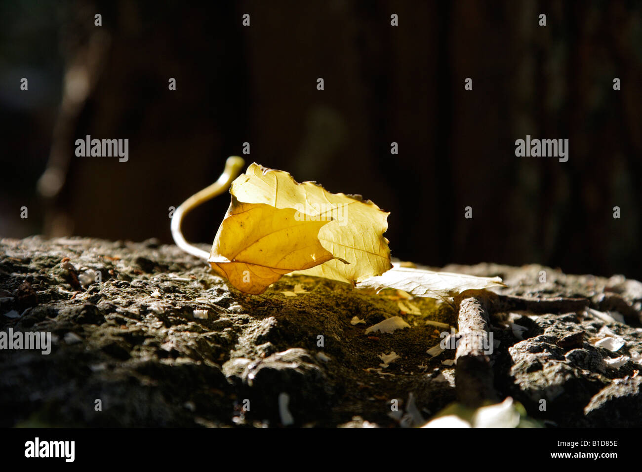 Sunlit autumn leaf Stock Photo - Alamy