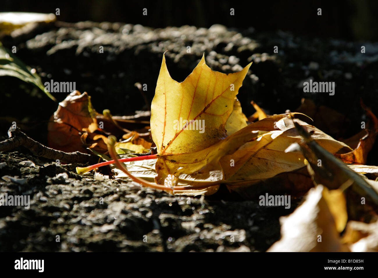 Sunlit autumn leaf Stock Photo - Alamy
