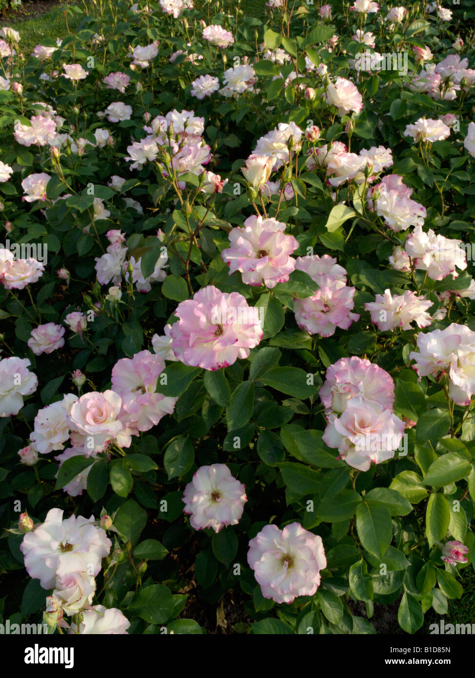 Rose (Rosa Matilda Stock Photo - Alamy