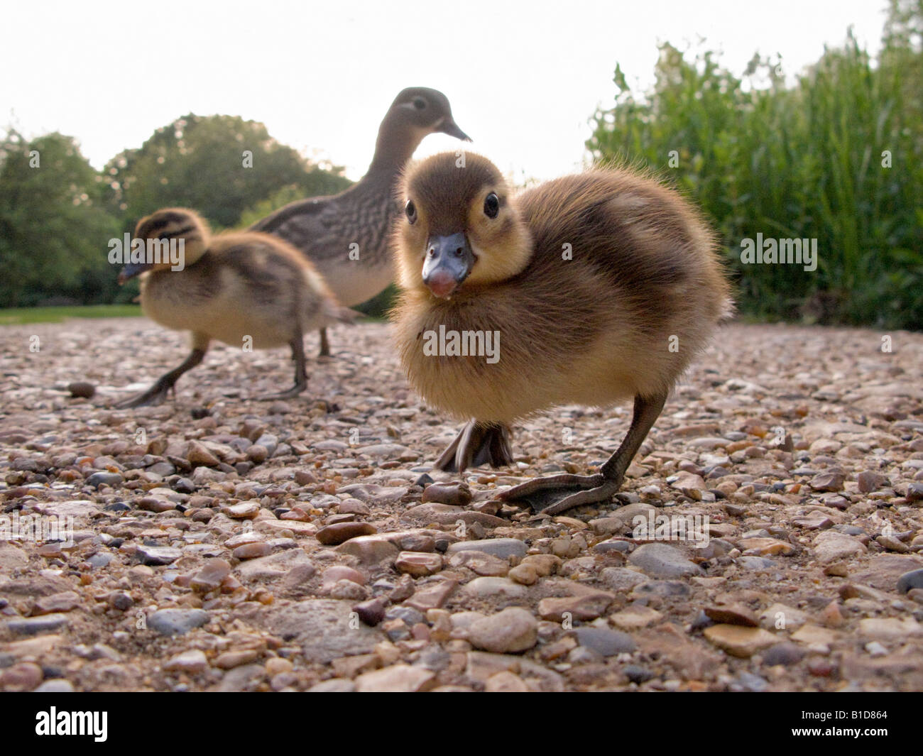 Mandarin duckling hi-res stock photography and images - Alamy