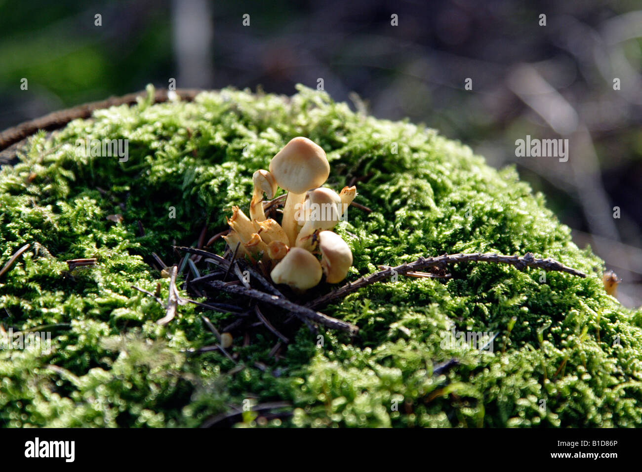 Bars mushrooms hi-res stock photography and images - Alamy