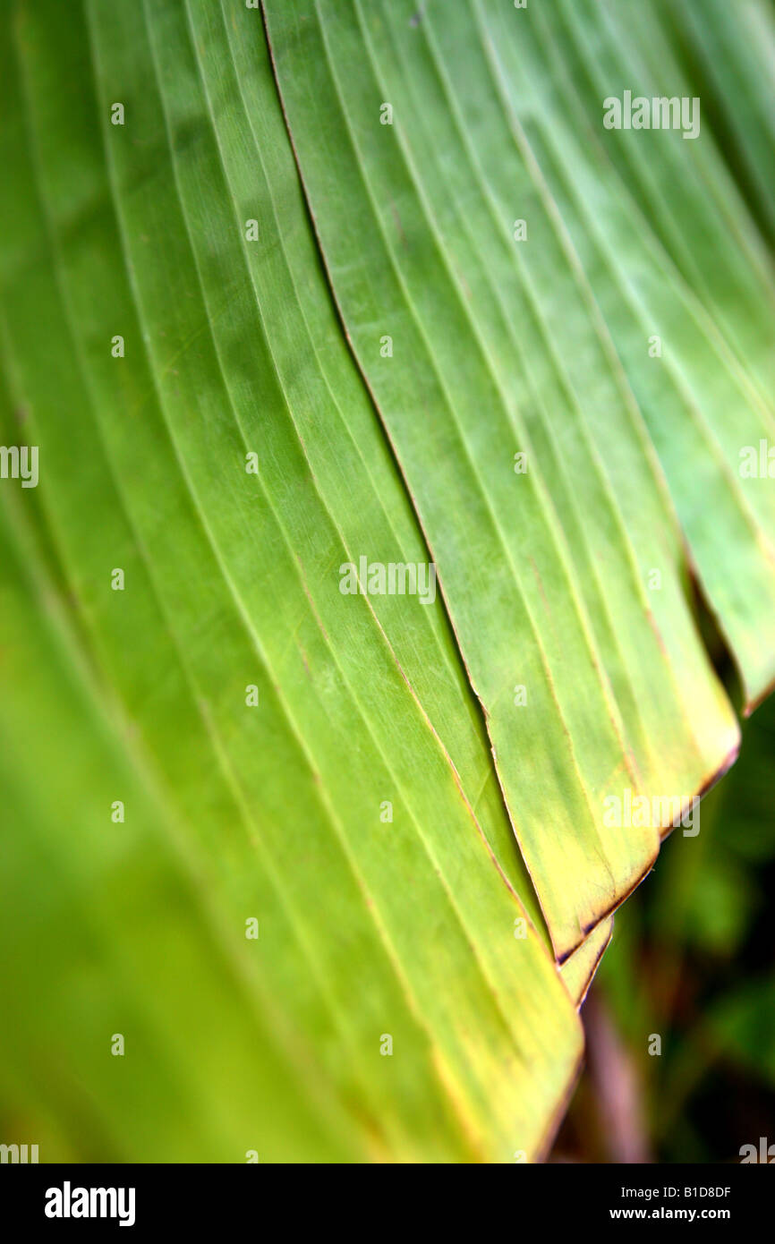Broad shapes hi-res stock photography and images - Alamy