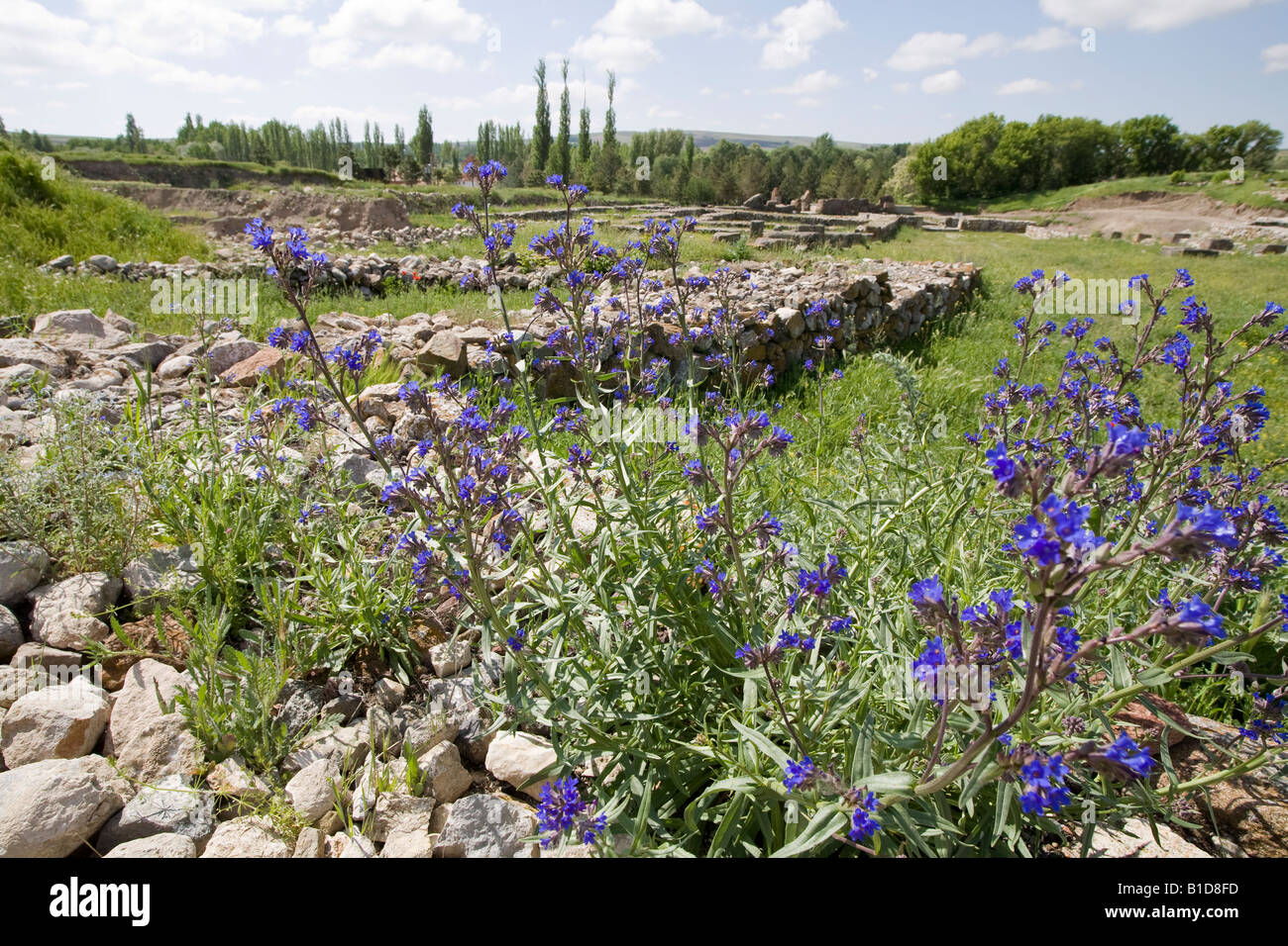Walls amidst the wild flowers at Alacahoyuk Hittite site in the ...