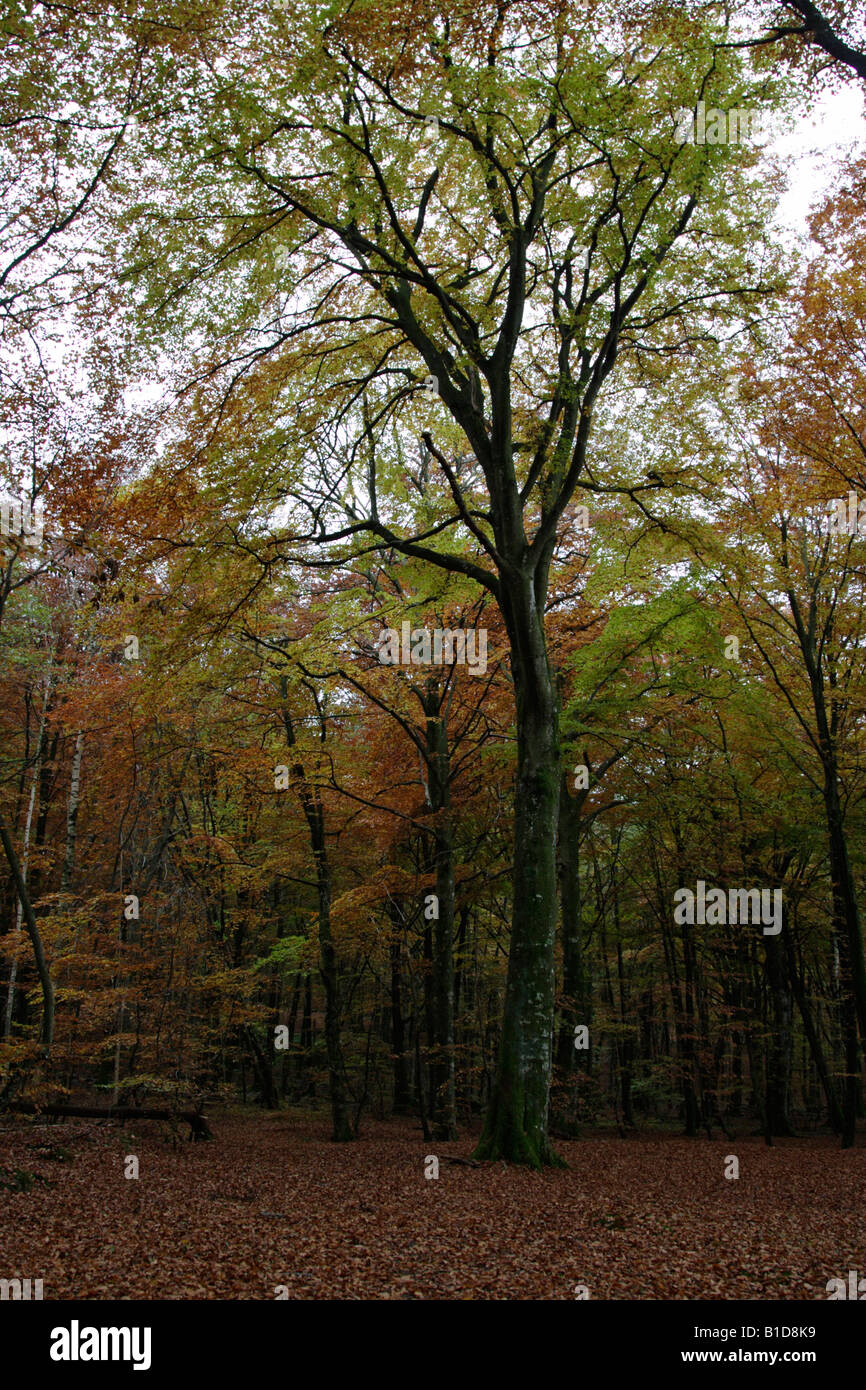 Autumn colours in the forest Stock Photo - Alamy