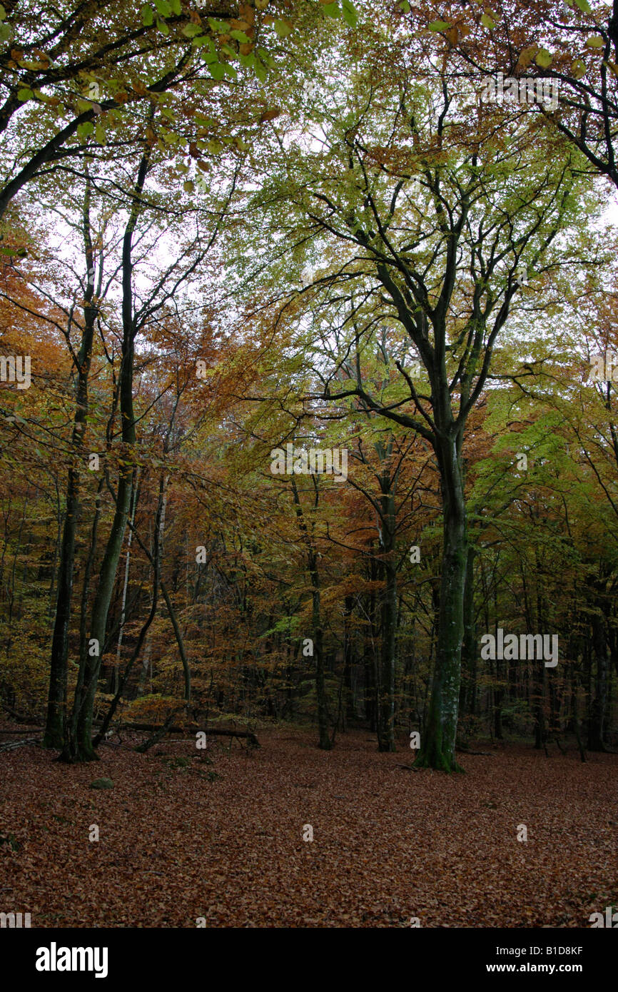 Autumn colours in the forest Stock Photo - Alamy