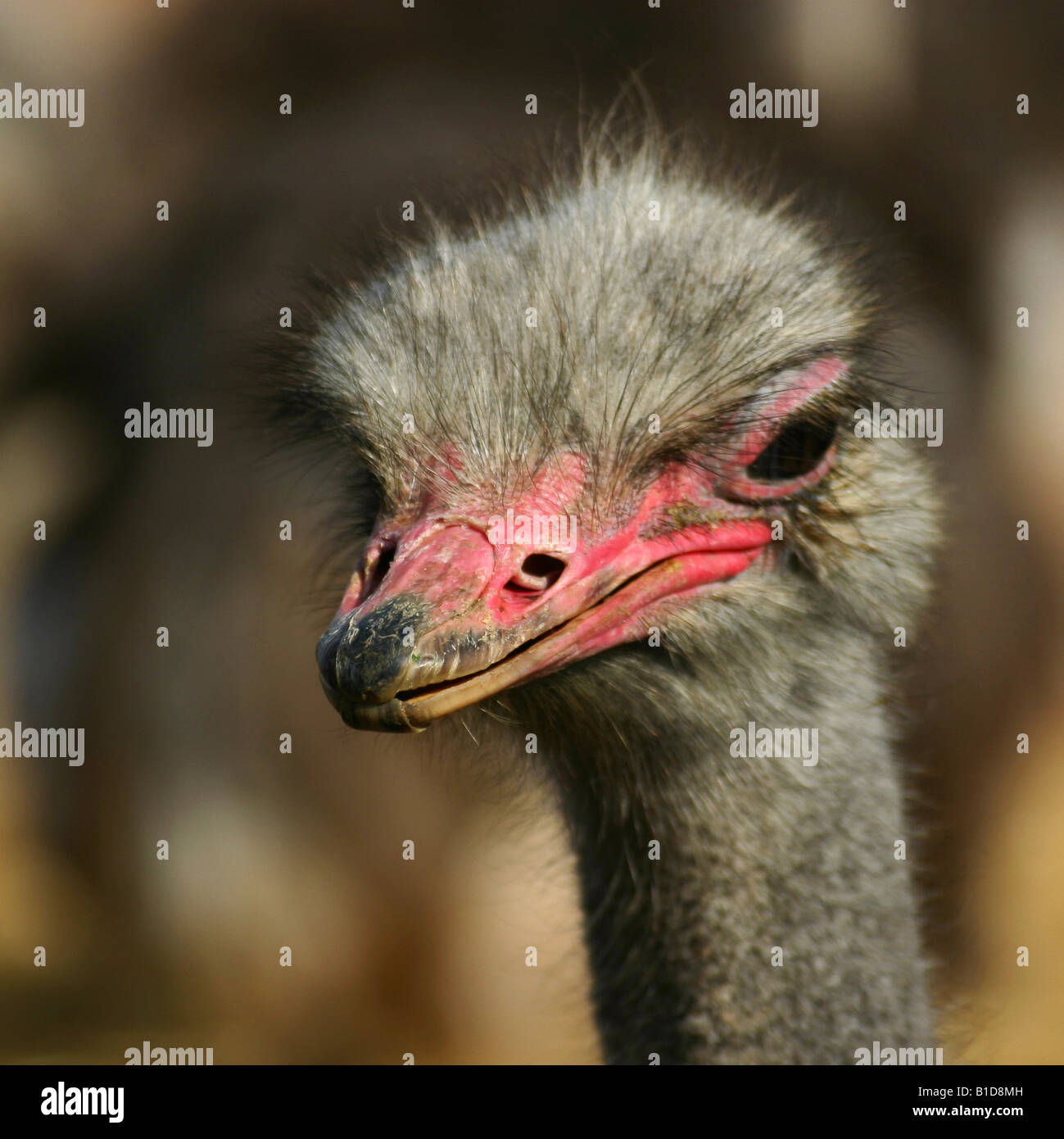 Ostrichs neck hi-res stock photography and images - Alamy